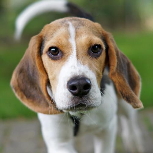 Hunde - Tierhafen Bad Karlshafen